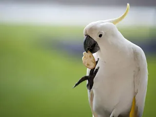 Can Birds Eat Cheez-Its? Important Dietary Facts to Know!