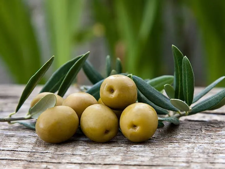 Can Birds Eat Olives? Uncovering the Mystery!