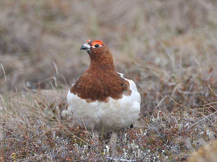 Alaska State Bird